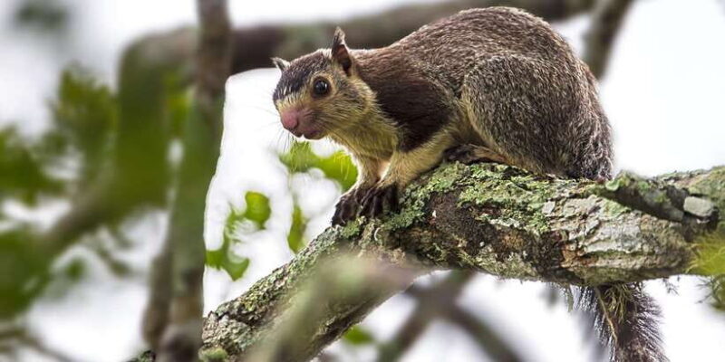 Kalutara/Bentota/Kosgoda/Ahungalla/Hikkaduwa: Yala Safari - Who Should Consider This Tour?