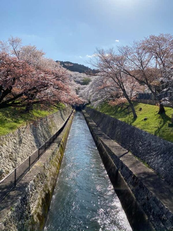 Kamakura: Cherry Blossom Full Day Tour with Expert Guide - Considerations and Practical Tips