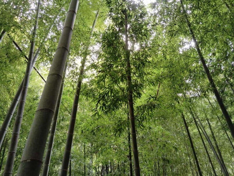 Kamakura: Hidden Gems and Sacred Sites Guided Tour - A Practical Overview of the Kamakura Sacred Sites Tour