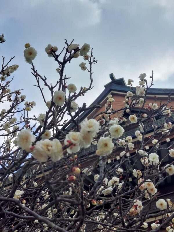 Kamakura, Japan: Half-day walking tour of Zen temples and the Great Buddha Spanish guide - An Overview of the Kamakura Experience