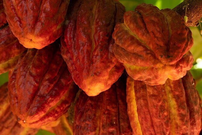 Kamananui Cacao Orchard Tour - Key Points