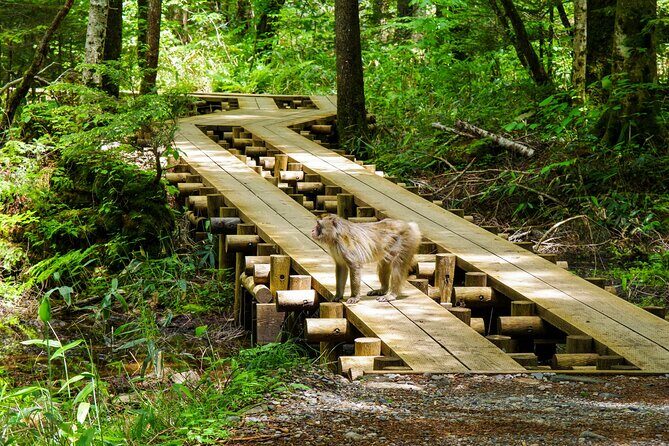 Kamikochi Private Summer Escape: Meet Wildlife in Pristine Nature - Key Points