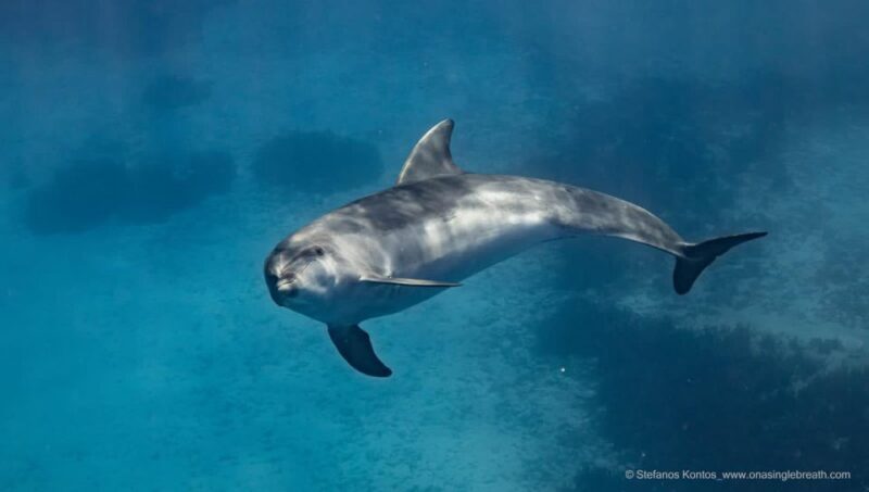 Kamiros Skala : Marine Life Experience & Alimia Island - Frequently Asked Questions