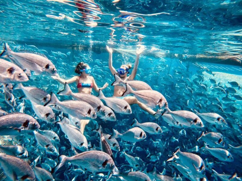 Kamiros Skala: Marine Life Experience by Boat - Key Points