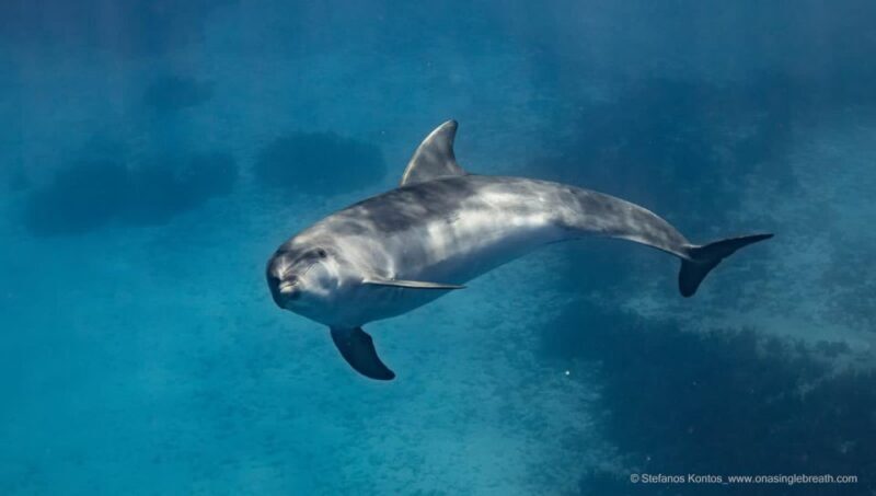 Kamiros Skala: Marine Life Experience by Boat - Frequently Asked Questions