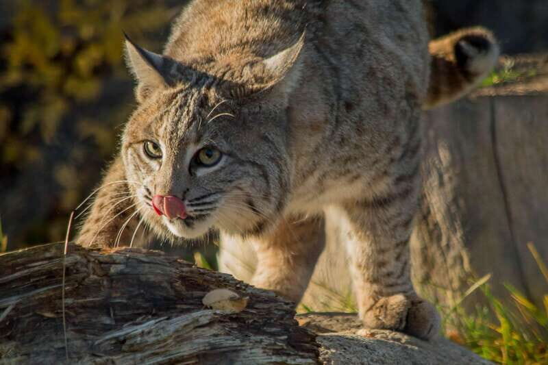 Kamloops: BC Wildlife Park Entry Ticket - Introduction
