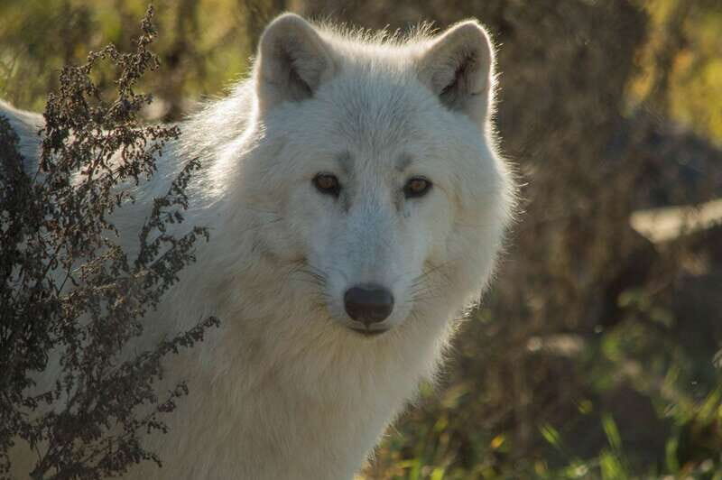 Kamloops: BC Wildlife Park Entry Ticket - Key Points