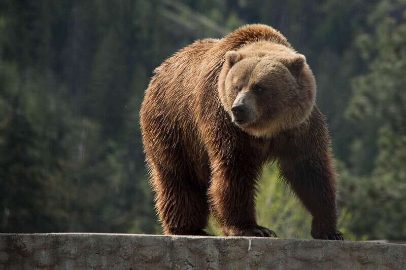 Kamloops: BC Wildlife Park Entry Ticket - Practical Tips for Visiting
