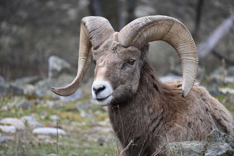Kamloops: BC Wildlife Park Entry Ticket - Who Is This Experience Best For?