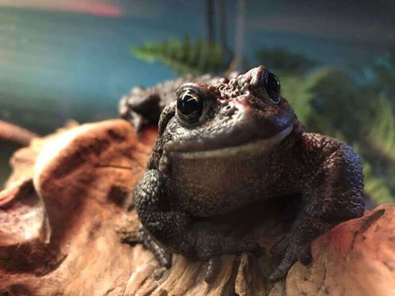 Kamloops: BC Wildlife Park Entry Ticket - FAQ