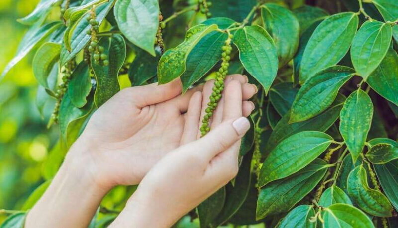 Kampot Day Trip to Pepper Farm, Temple and Salt Field , etc - The Sum Up: The Right Fit for Curious Travelers
