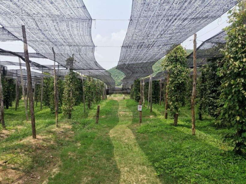 Kampot Pepper Farm Tour: Salt Fields, La Plantation & Cave - Authentic Reviews and Real Traveler Insights