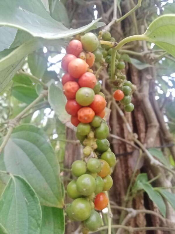 Kampot~Private local tuk tuk to Country side /Pepper farm. - What to Expect: A Day of Rich Encounters