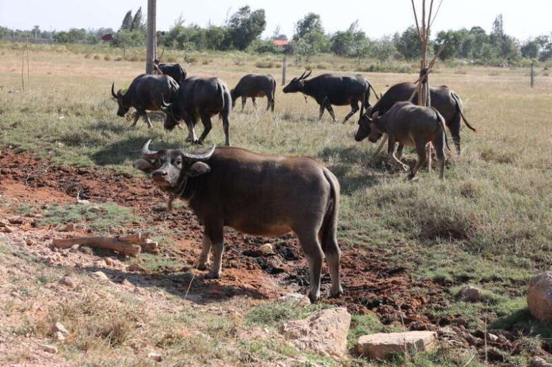 Kampot~Private local tuk tuk to Country side /Pepper farm. - FAQ