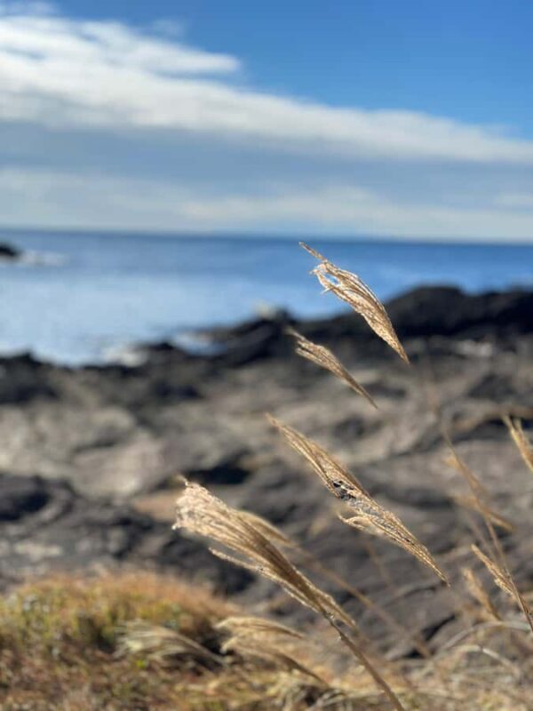 Kanagawa: Jogashima Island Tour with Scenic Views - Key Points