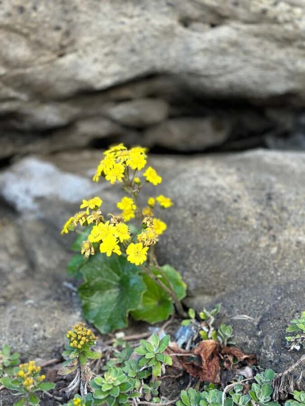 Kanagawa: Jogashima Island Tour with Scenic Views - The Sum Up: Who Will Love This Tour?