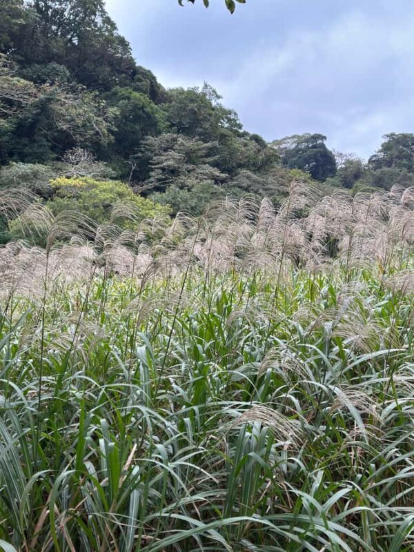 Kanagawa: Koajiro no Mori Forest Trek with Guide - An In-Depth Look at the Koajiro no Mori Forest Trek