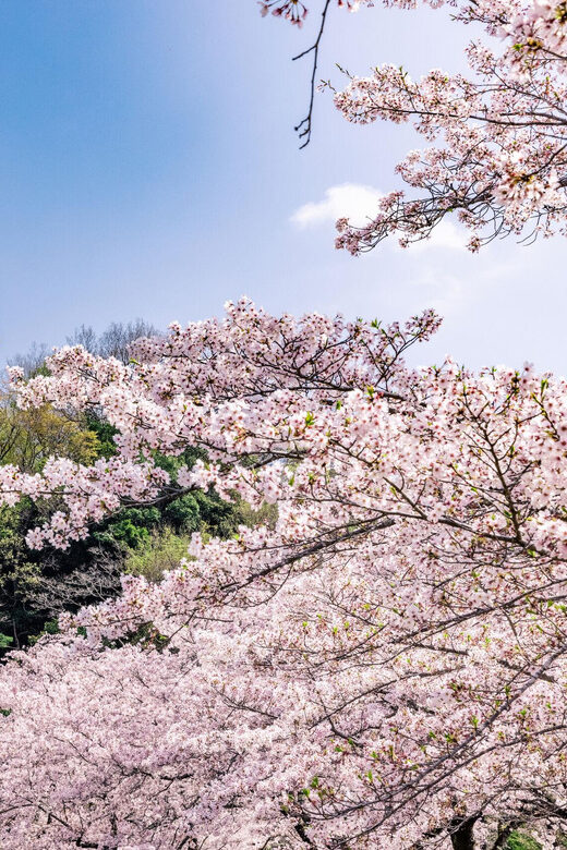 Kanagawa: Sagamiko Resort Pleasure Forest Admission Ticket - Final Thoughts