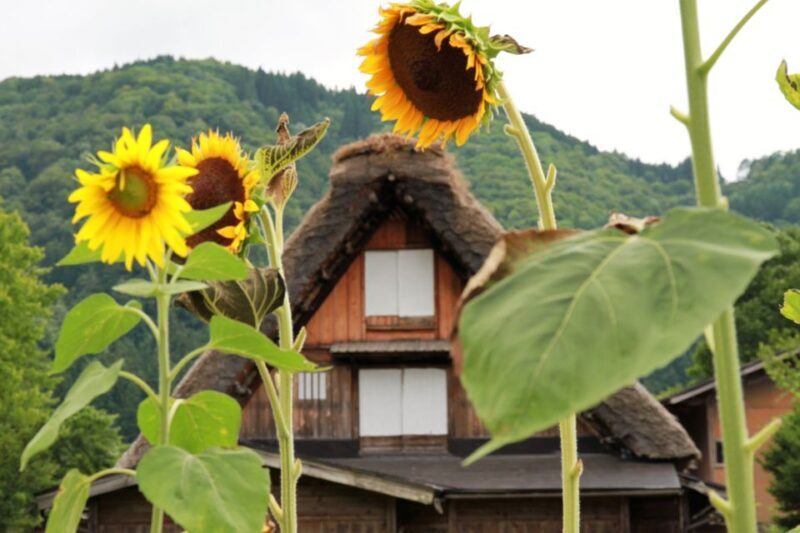Kanazawa to Shirakawago: Half-Day Tour - A Closer Look at the Experience