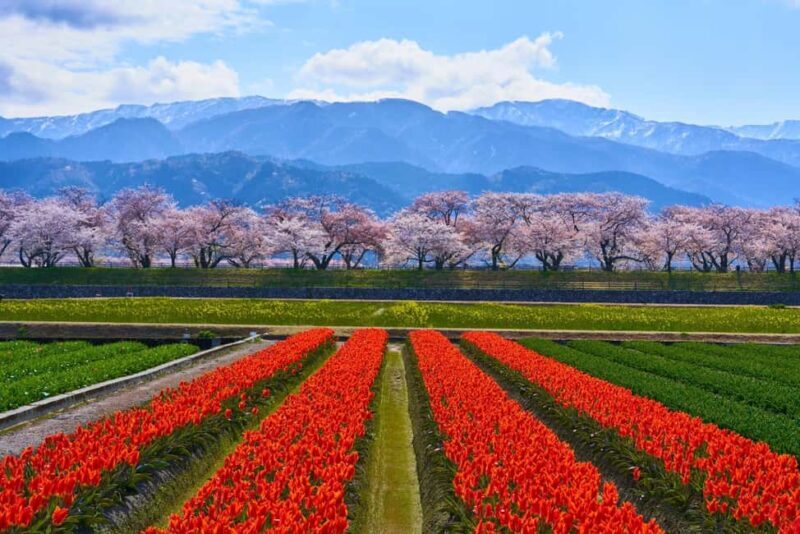 Kanazawa/Toyama: Spring Quartet of Flowers Day Tour - What to Expect on the Spring Quartet of Flowers Tour