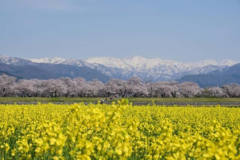 Kanazawa/Toyama: Spring Quartet of Flowers Day Tour - FAQ