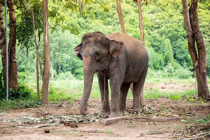 Kanchanaburi Local Cuisine and Elephant Care - Introduction