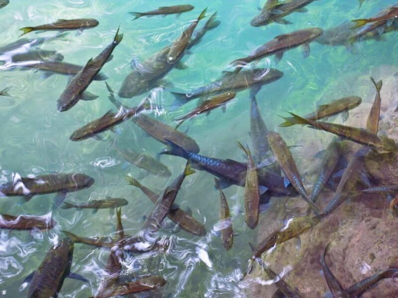 Kanchanaburi : Private River Kwai Bridge & Erawan Waterfall - Exploring the Day Step-by-Step: What to Expect