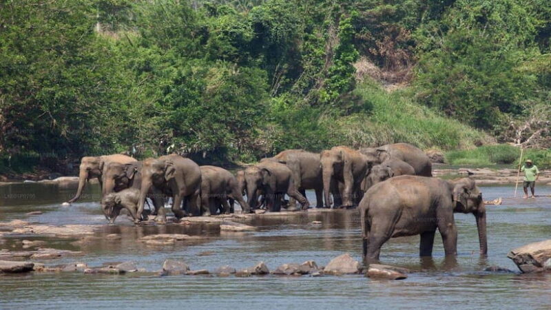 Kandy and Pinnawala: A Perfect 1-Day Tour Experience - An Introduction to a Full-Day Adventure