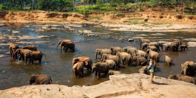 Kandy and Pinnawala: Private Day Trip from Colombo Harbor - Pricing and Value