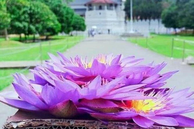 Kandy City Day Tour - Exploring the Itinerary: What to Expect