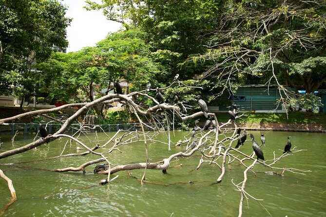 Kandy City Day Tour with a verified tour guide - Discovering Kandy: An In-Depth Review