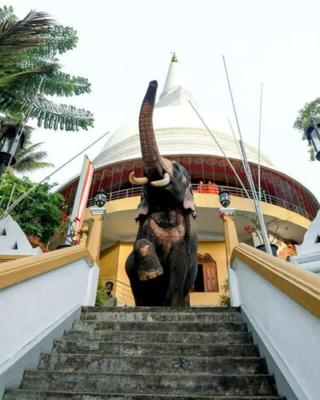 Kandy city tour and village tour in one day - Practical Tips for Travelers