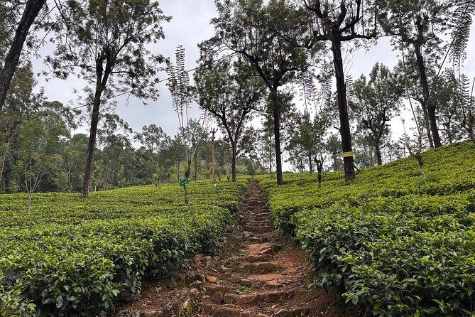 Kandy City Tour By Best Guide Lanka Tours - Practical Aspects and What You Can Expect