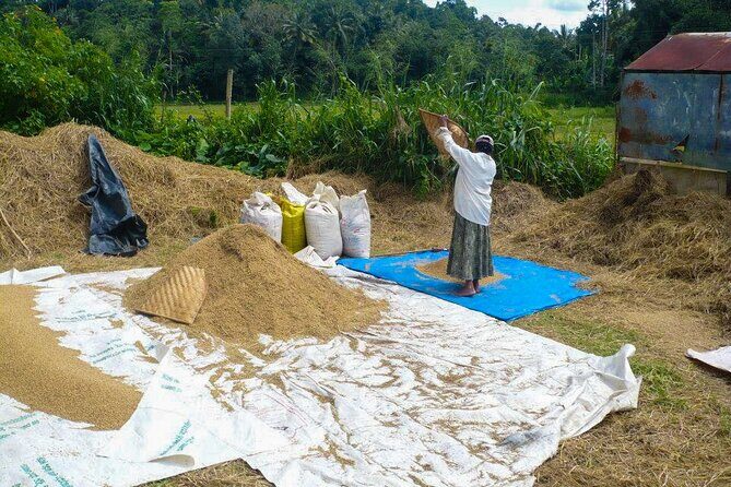 Kandy Countryside Walk - What to Expect on Your Kandy Countryside Walk