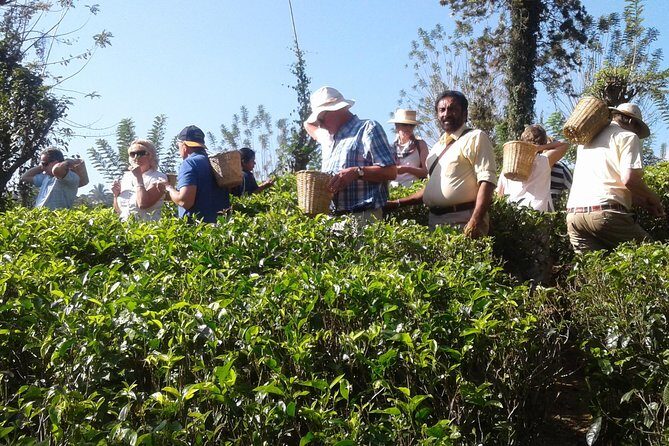 Kandy Day Trip from Colombo: Tea Factory- Peradeniya Botanical Gardens-Kandy - The Sum Up: Who Should Book This Tour?