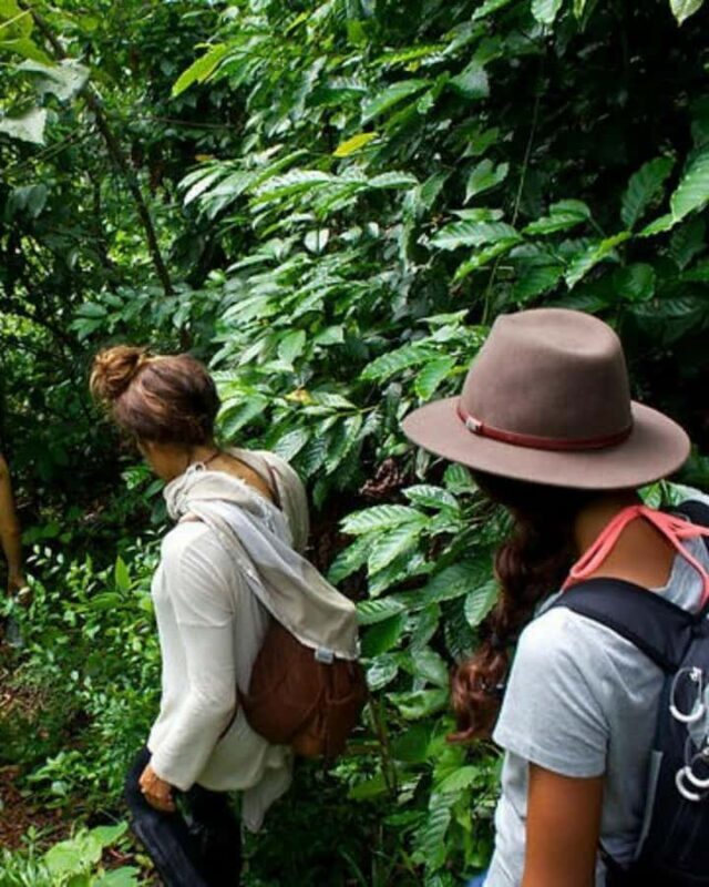 Kandy: Eco Village Tour with Cooking Program - Walking Through a Spice Garden: Clove, Nutmeg, and More