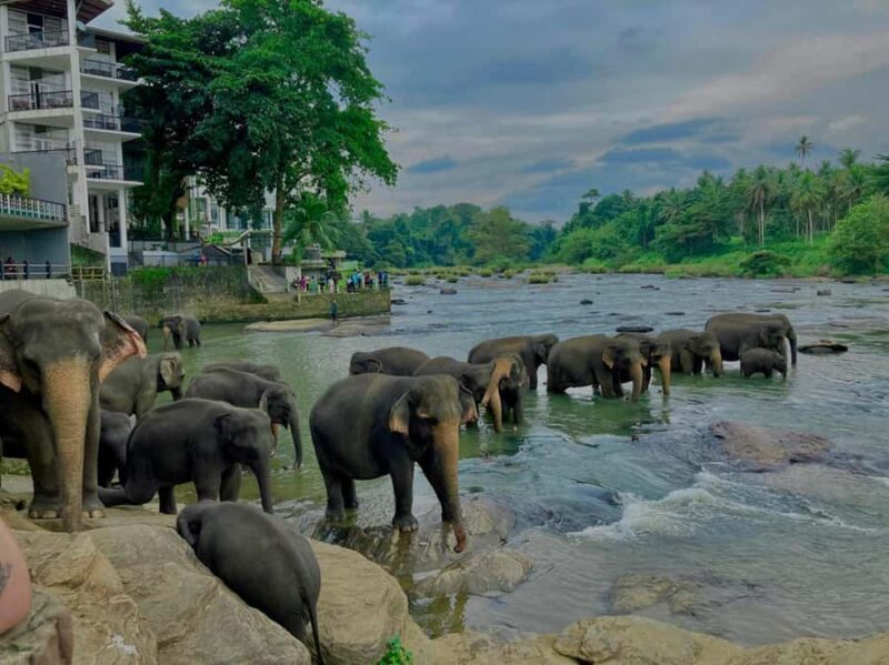Kandy Highlights & Pinnawala Elephant Experience by Tuk-Tuk - Key Points