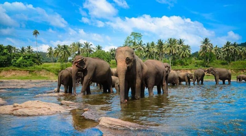 Kandy Highlights & Pinnawala Elephant Experience by Tuk-Tuk - Introduction: What’s This Tour All About?