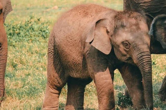 Kandy - Minneriya National park & Sigiriya Rock Fortress - Private Transport - Who Will Love This Tour?