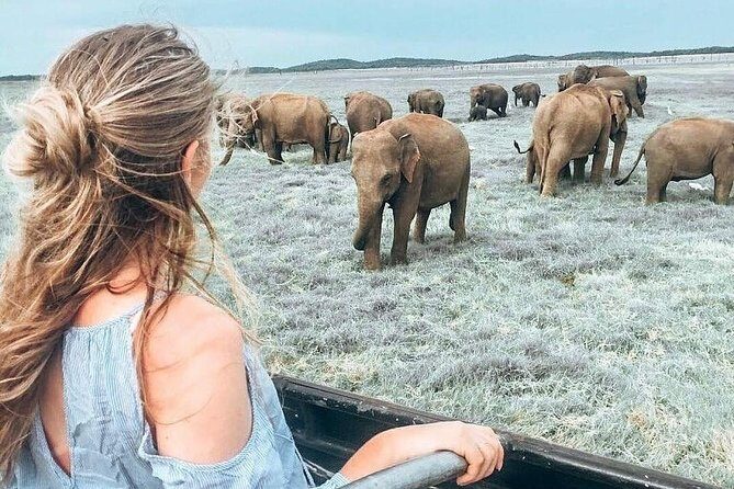 Kandy - Minneriya National park & Sigiriya Rock Fortress (Tours & Entrance fees) - Exploring the Kandy to Sigiriya & Minneriya Tour: A Practical Guide