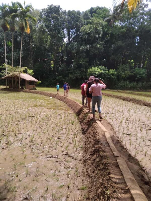 Kandy: Nutmeg Plantation Tour with Kamatha Lunch - The Kamatha Lunch: Rustic and Delicious