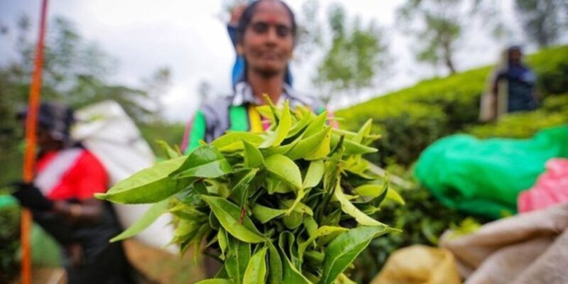 Kandy & Nuwara Eliya: 2-Day Tour! - FAQs