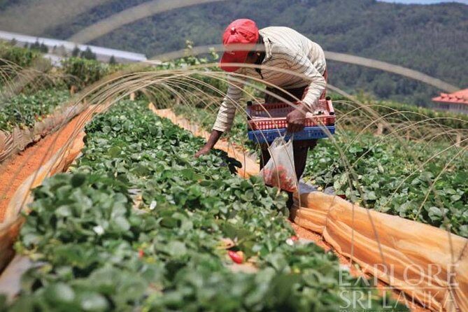 Kandy & Nuwara Eliya | 2 Days Tour - Analyzing the Tour’s Value