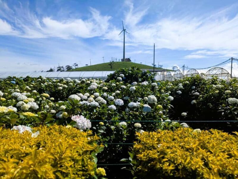 Kandy: Nuwara Eliya and Ambewela Train Station Tour - Who Will Love This Tour?