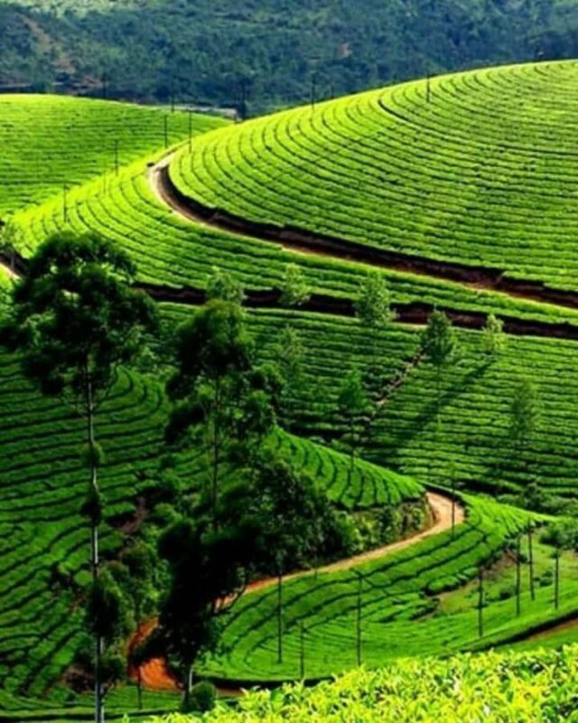 Kandy: Nuwara Eliya and Ambewela Train Station Tour - Practical Details and Comfort