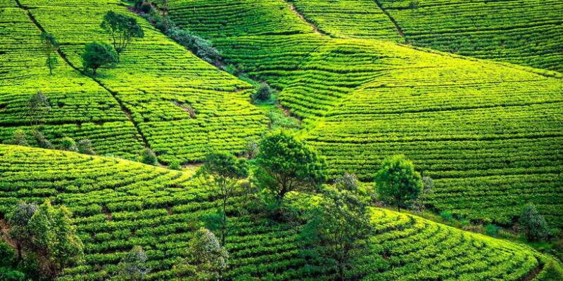 Kandy: Nuwara Eliya Day Trip - Ending the Day: Drop-off and Reflections