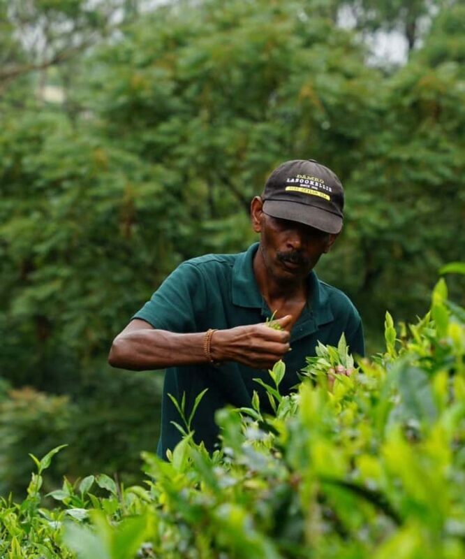 Kandy: Nuwara Eliya Secret & Historical Sightseeing Tour - An Introduction to Sri Lanka’s Central Highlands
