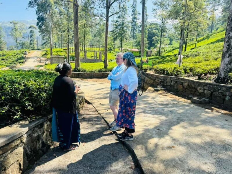 Kandy: Nuwara Eliya to Ella Tea Plantation & Waterfall Hike - Key Points