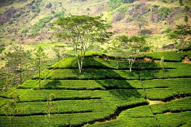 Kandy & Nuwaraeliya Two Day Tour - An Introduction to the Tour: A Journey into Sri Lanka’s Hill Country