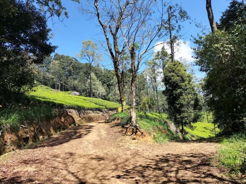Kandy: Pekoe Trail Stage 2 Guided Hike (Galaha-Loolecondera) - An In-Depth Look at the Pekoe Trail Stage 2 Guided Hike